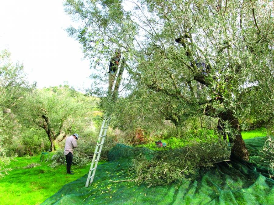 Ζήτημα νέας έκτακτης ενίσχυσης σε ελαιόλαδο και ελιές λόγω ακαρπίας ...
