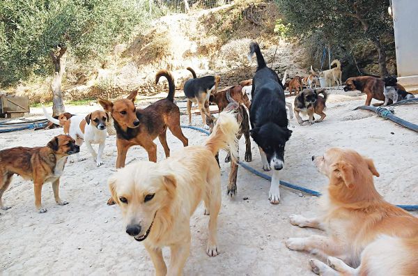 Διαχείριση αδέσποτων ζώων συντροφιάς / Ενημέρωση Δήμου για την ...